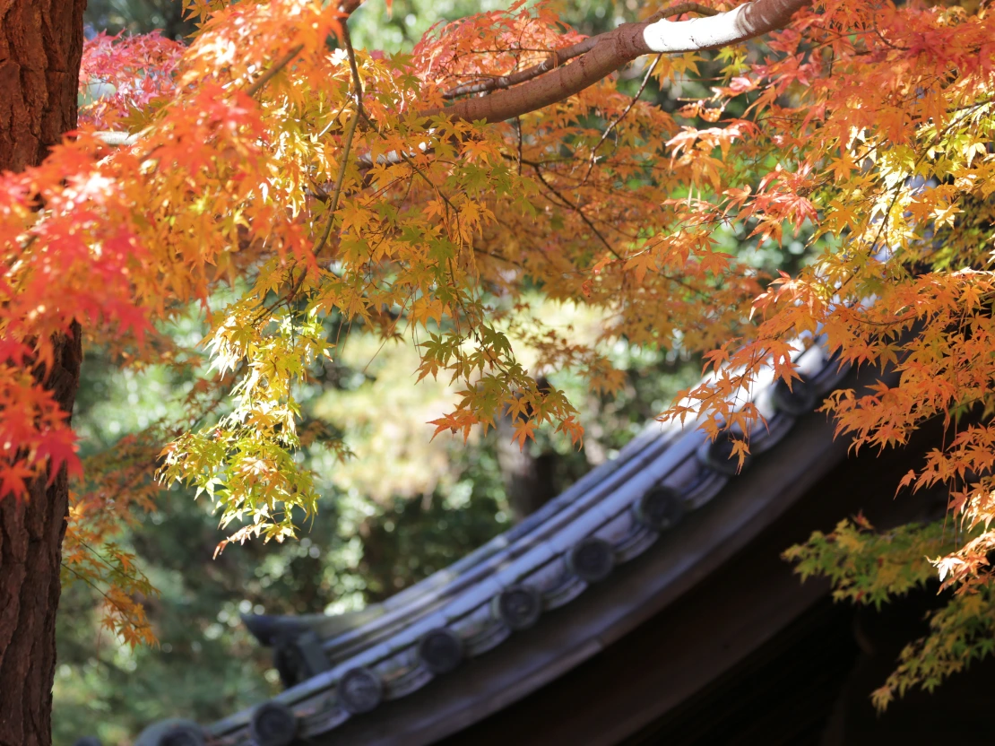 [2025] Best Autumn Foliage Spots Near slash kawasaki | LIVELY HOTELS